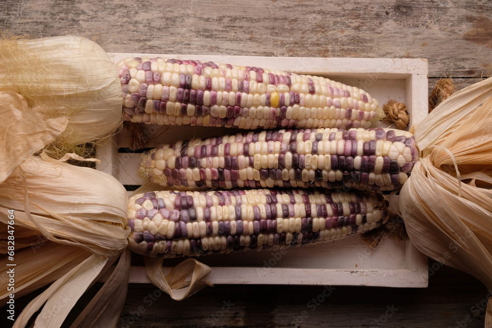 gem corn rainbow. rainbow corn with striking seed colors. Corn is one ...