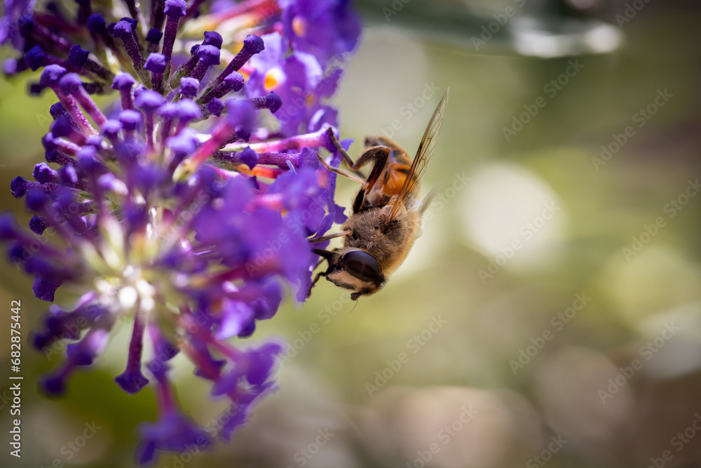 This close-up image captures the intricate details of a bee as it ...