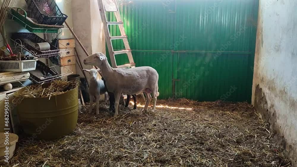 Rural life with farm animals like sheep and lambs inside a living room ...