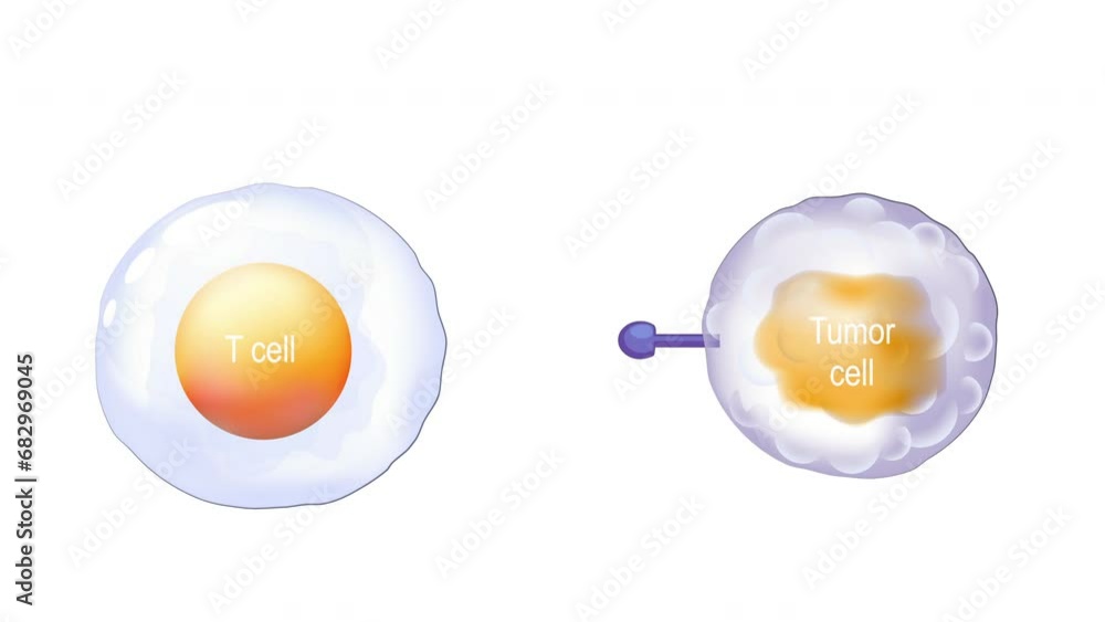 CAR T-cell therapy. cancer immunotherapy. killing of tumor cells. 2d ...