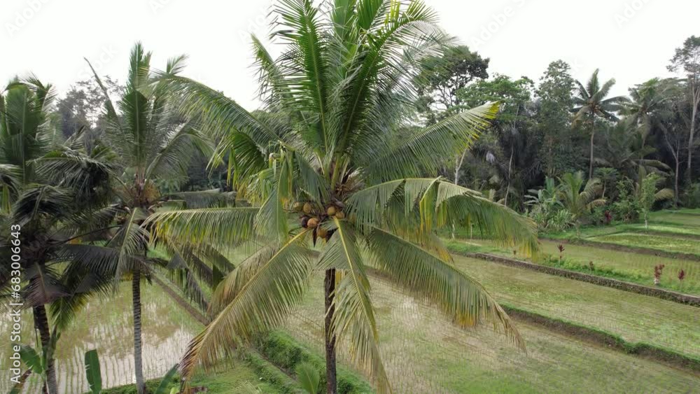 Coconut palm tree growing amidst rice fields, aerial orbiting shot of ...