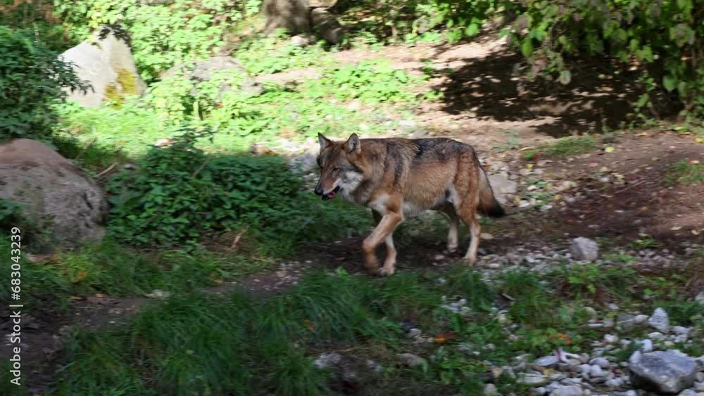 The wolf, Canis lupus, also known as the grey wolf or timber wolf is a ...