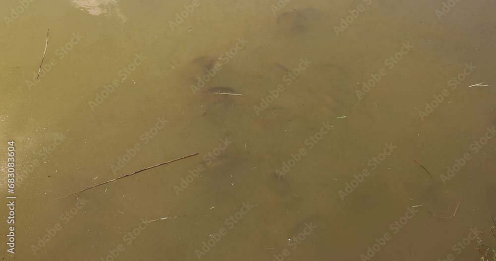different types of fish in dirty swamp water during feeding, a large ...