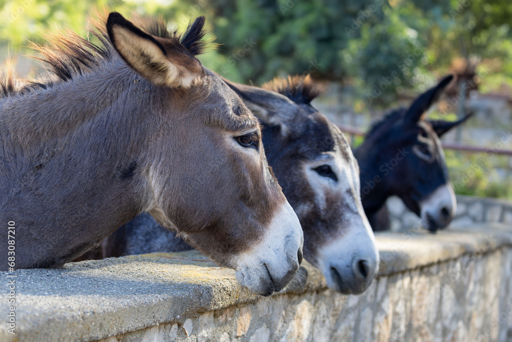 Donkey - three donkeys standing in a row behind one another in a corral ...