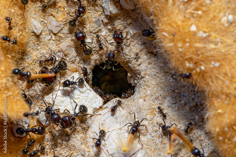 macro photography of a round hole anthill with ants in focus and others ...