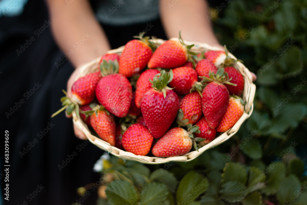 cosecha en el campo de fresas, cultivo de colinas en Perú, recolección ...