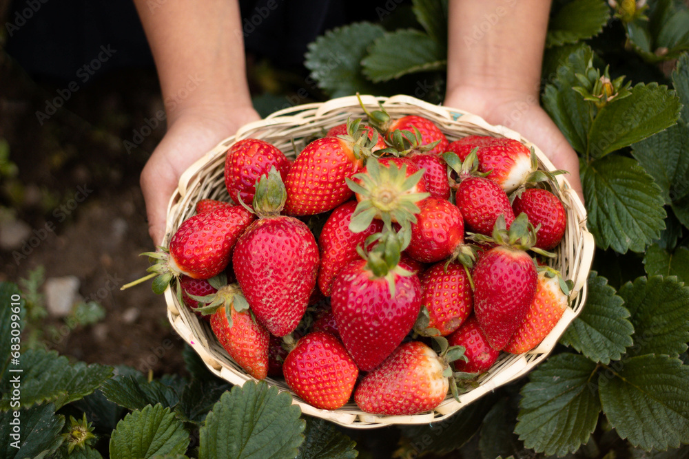 cosecha en el campo de fresas, cultivo de colinas en Perú, recolección ...