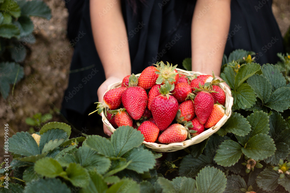 cosecha en el campo de fresas, cultivo de colinas en Perú, recolección ...