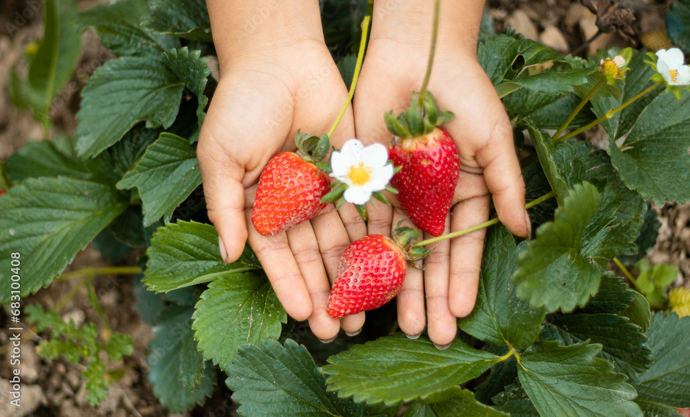 cosecha en el campo de fresas, cultivo de colinas en Perú, recolección ...