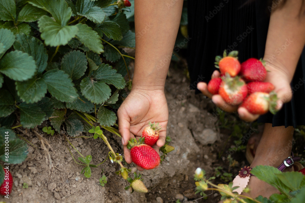 cosecha en el campo de fresas, cultivo de colinas en Perú, recolección ...