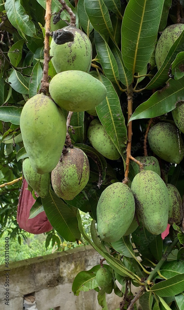 mango o melocotón de los trópicos familia anacardiácea genero magnifera ...