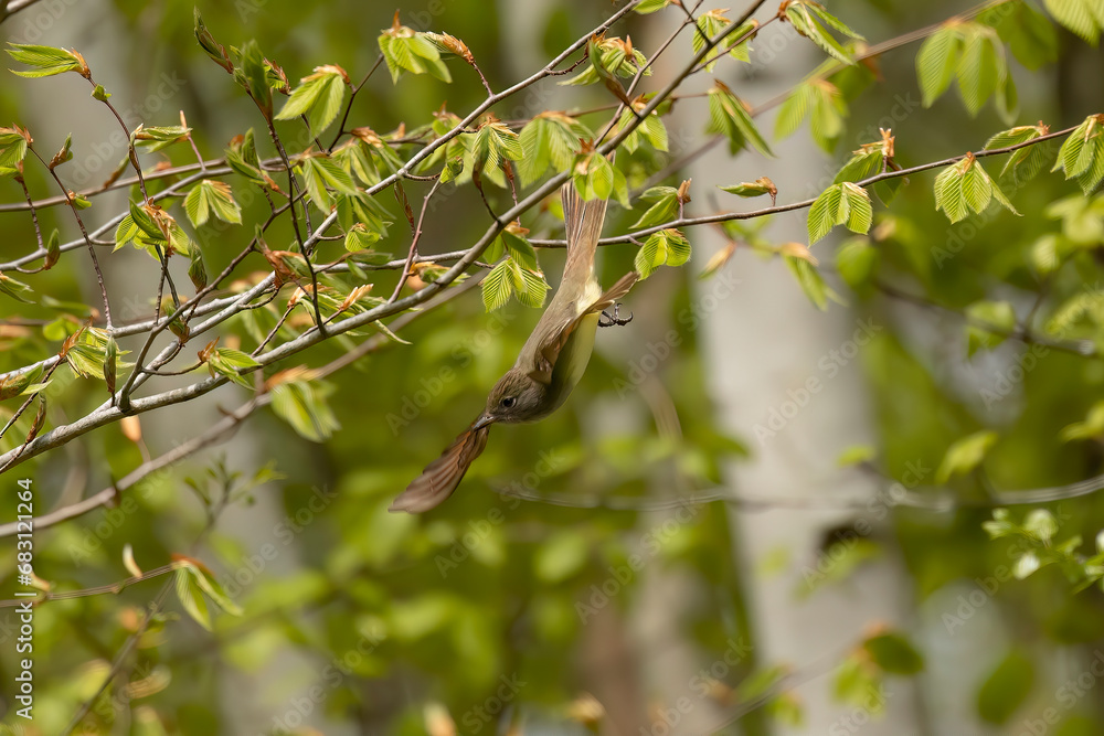 The great crested flycatcher (Myiarchus crinitus) is a large insect ...