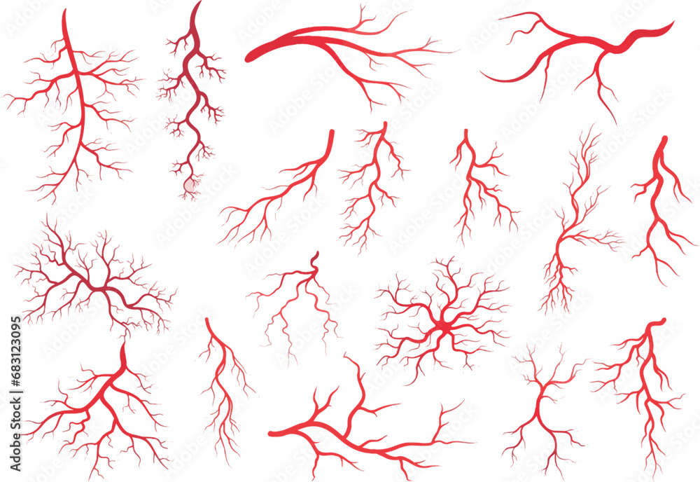 Human Veins and Arteries, red blood vessels design. black vector ...