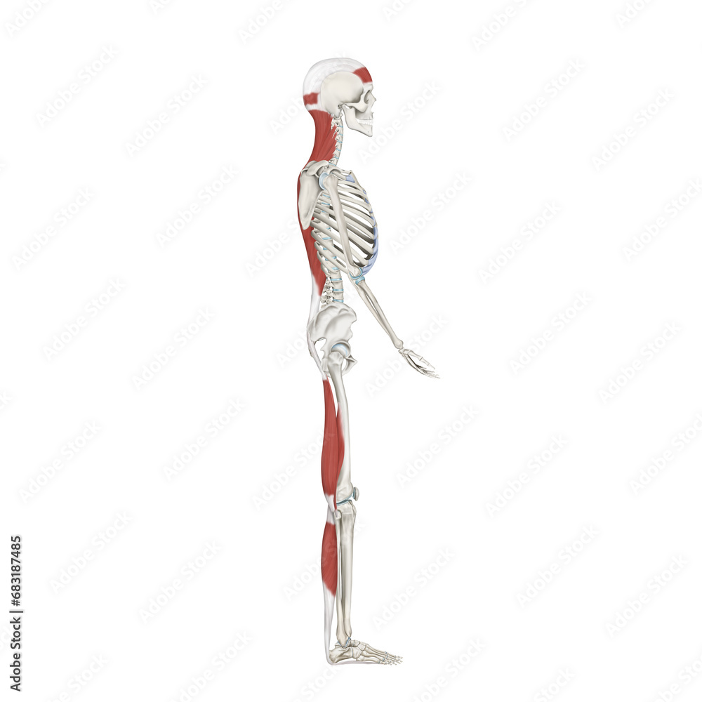 Medical illustration to explain anatomy trains superficial back line ...