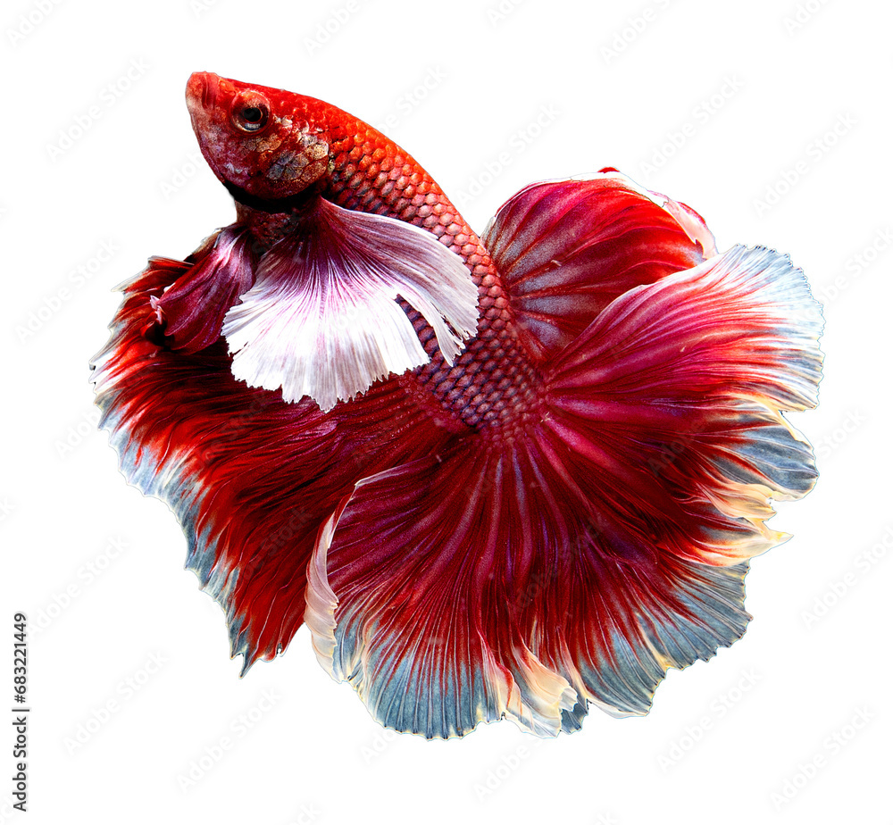 Pink betta fish "Fancy Halfmoon Betta" The moving moment beautiful of ...