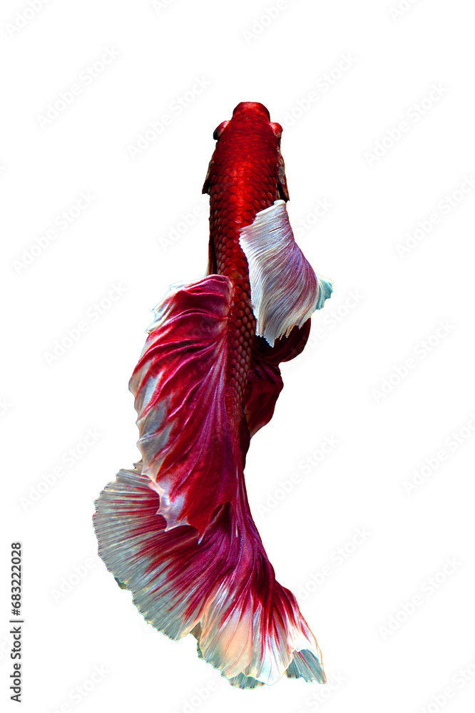 Pink betta fish "Fancy Halfmoon Betta" The moving moment beautiful of ...