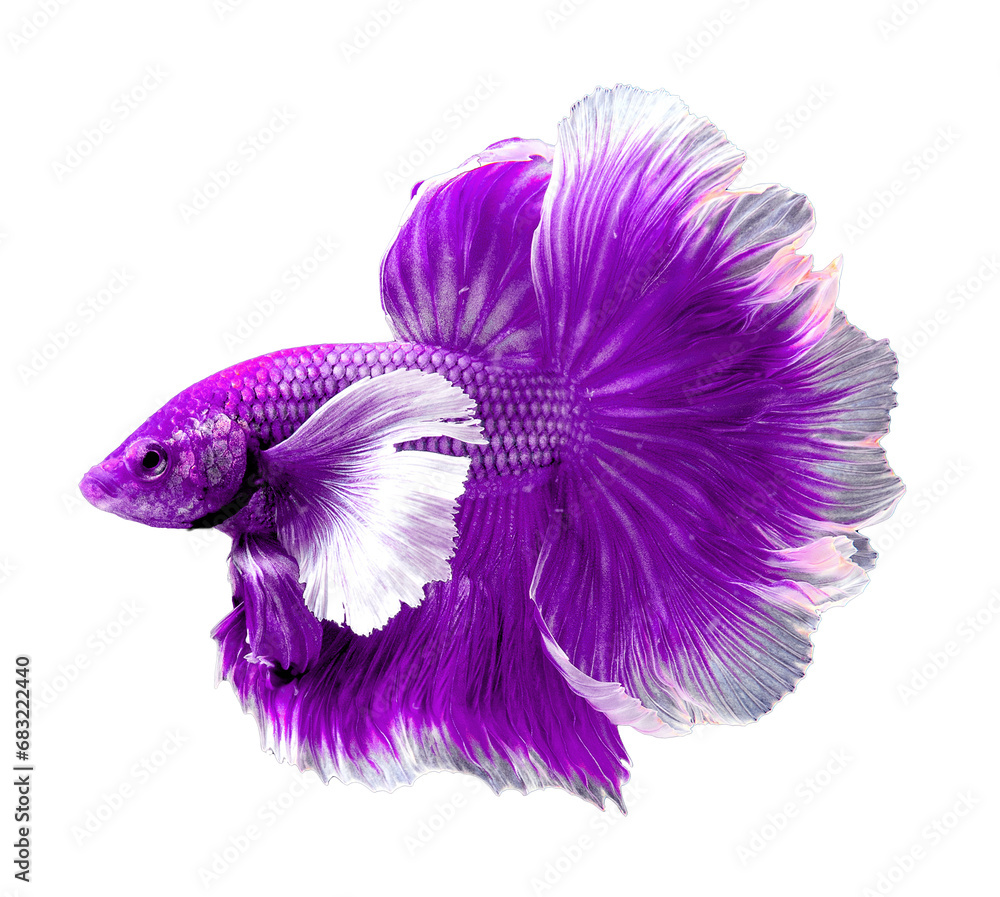 Pink betta fish "Fancy Halfmoon Betta" The moving moment beautiful of ...