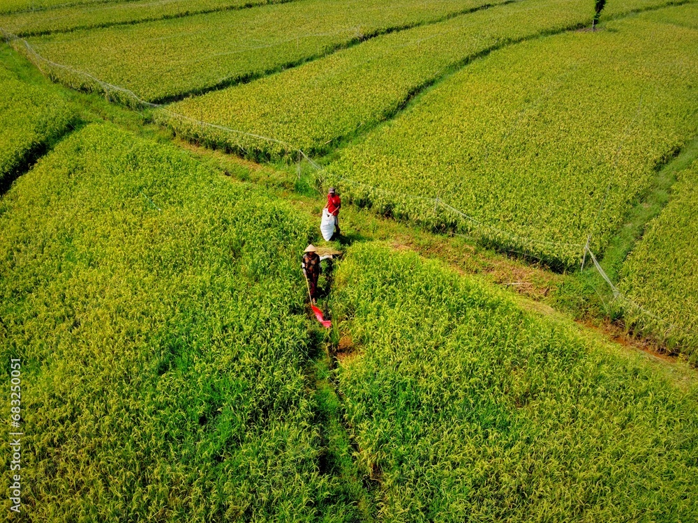 Rice farming in Indonesia starts to turn golden yellow when farmers ...