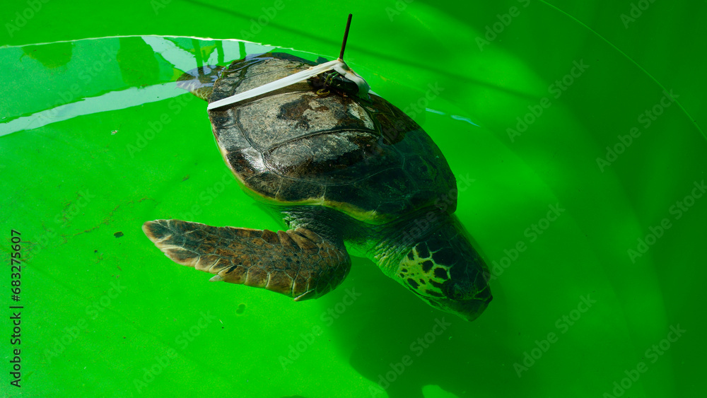 Treatment center for injured caretta caretta sea turtles. "Dekamer ...
