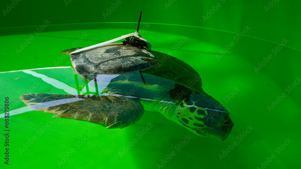 Treatment center for injured caretta caretta sea turtles. "Dekamer ...