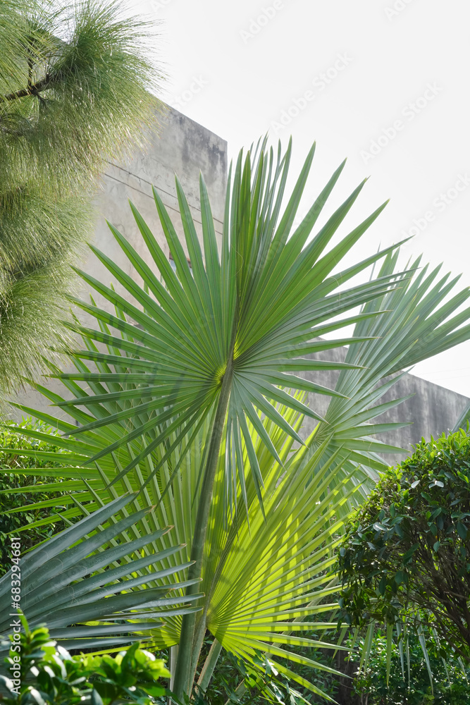 Big green fan palm leaves of Washingtonia filifera or desert fan palm ...