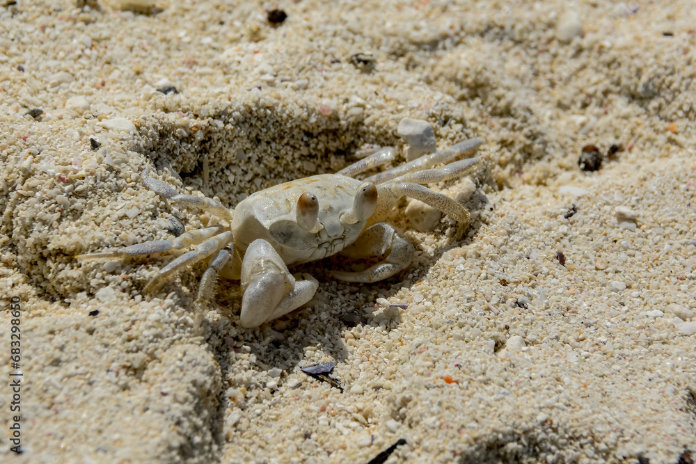 Ghost crab on the beach in Mauritius Stock Photo | Adobe Stock