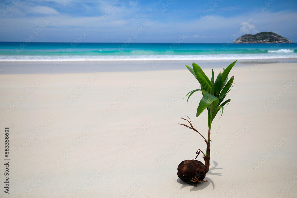 Kokospalme (Cocos nucifera) am Strand, Seychellen, Panorama Stock Photo | Adobe Stock