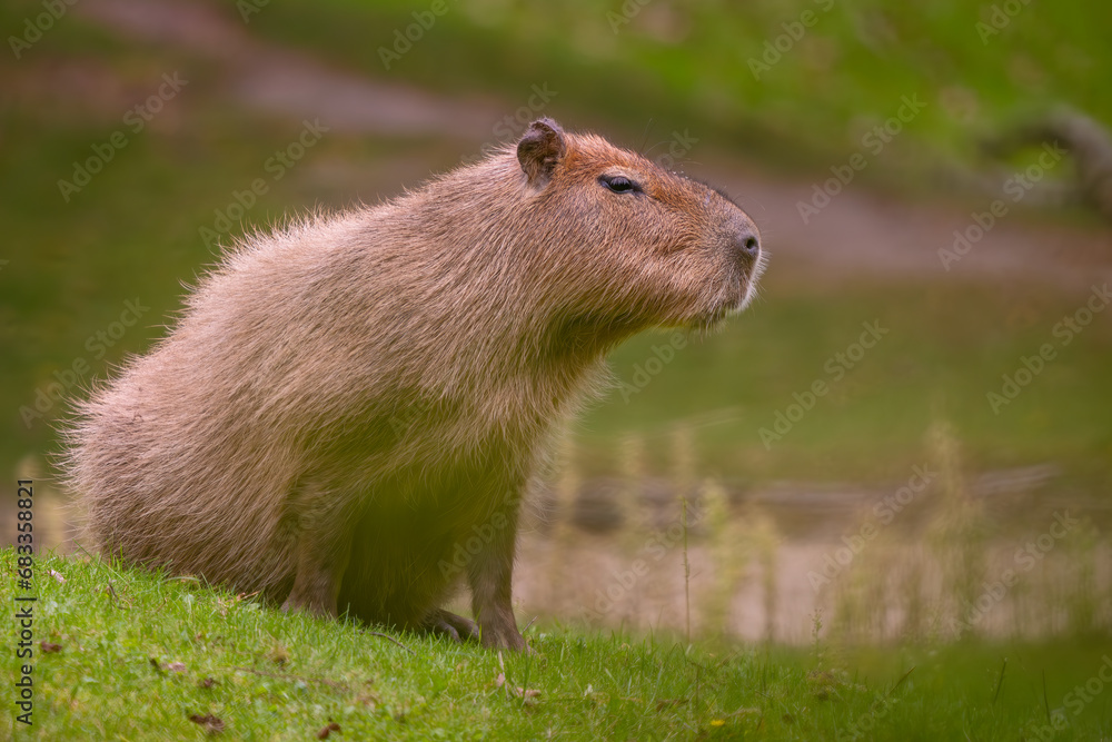 Capybara Hydrochoerus Hydrochaeris Giant Rodent From Central And Capybara Hydrochoerus Hydrochaeris Giant Rodent From Central And