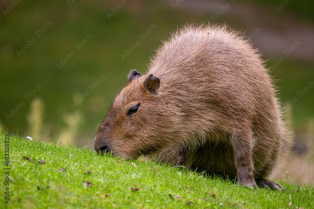 Photo & Art Print Capybara - Hydrochoerus hydrochaeris, giant rodent ...