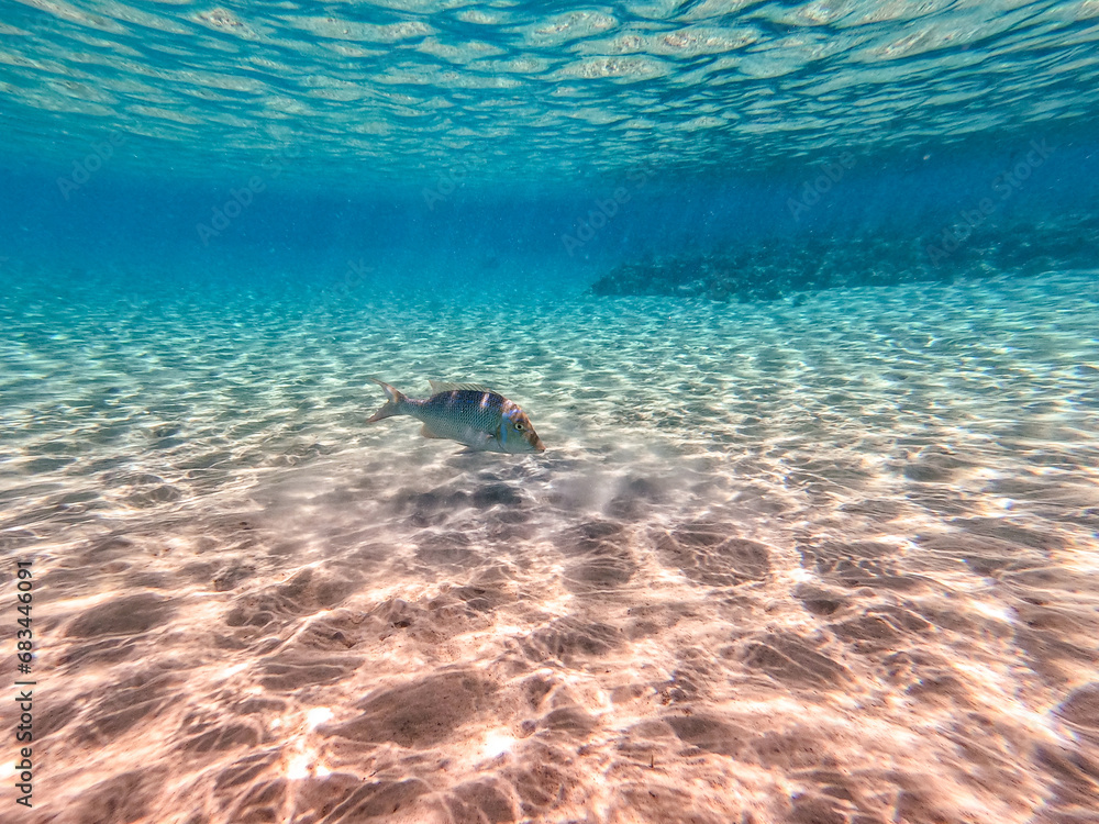 Spangled Emperor fish (Lethrinus Nebulosus) on his coral reef in the ...
