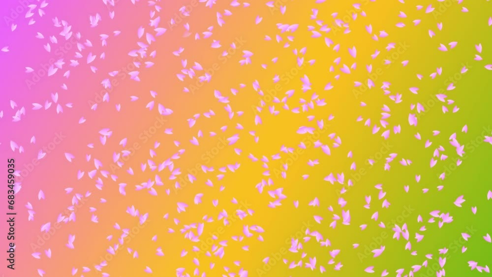 Pink cherry petals falling from top to bottom on Japanese spring color ...