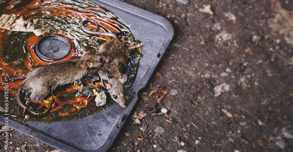 Rat was trapped on the black plastic tray by being glued to a mousetrap ...