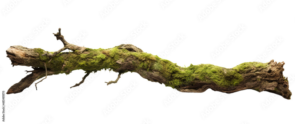 Rotten branch covered in green moss. Isolated on Transparent background ...