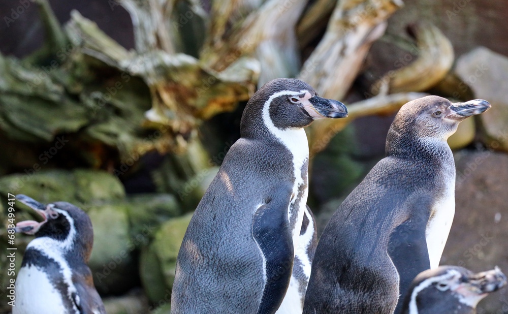 Pinquins in a water bath at Ouwehands Zoo Stock Photo | Adobe Stock