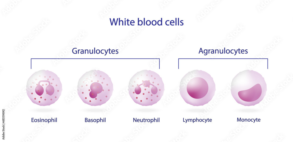 White blood cells types, Leukocytes. Vector illustration including ...