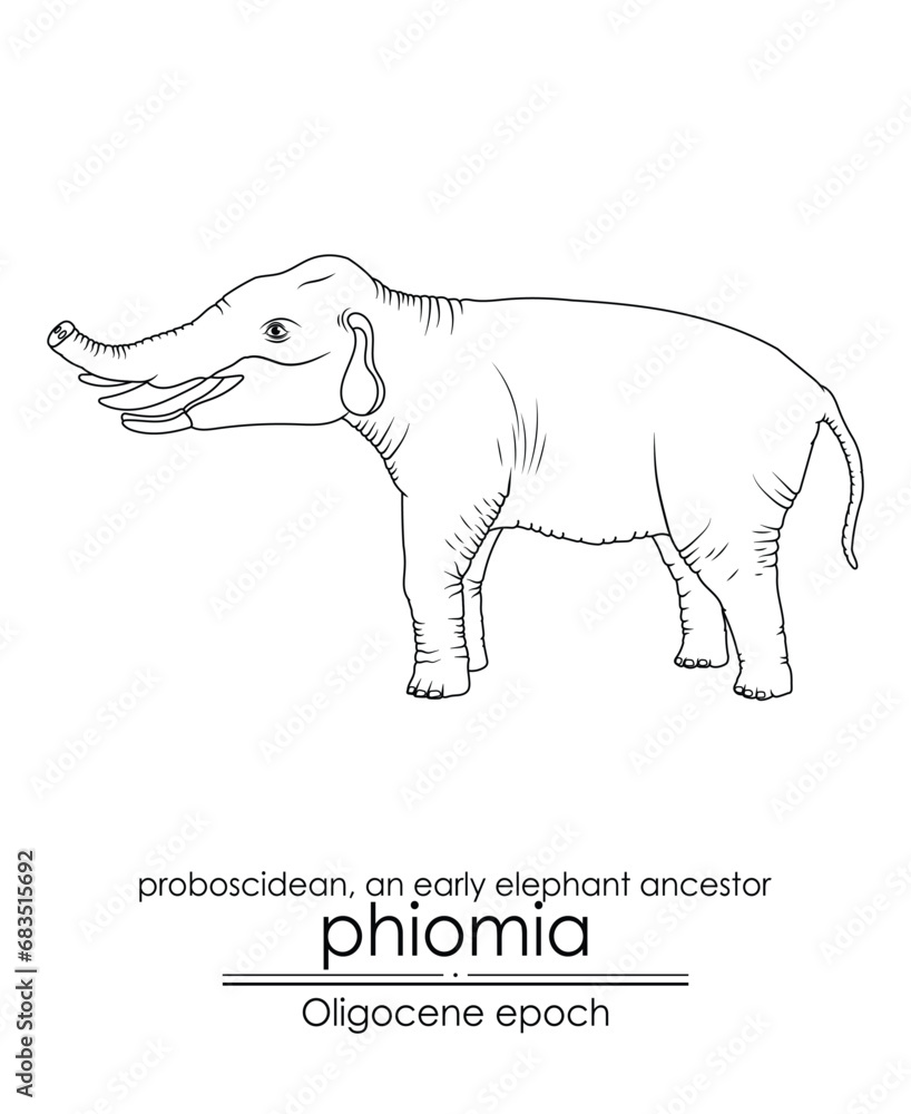 Phiomia, an early elephant ancestor from the Oligocene epoch, with ...