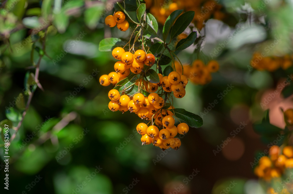 Pyracantha coccinea sunny star scarlet red firethorn ornamental shrub ...