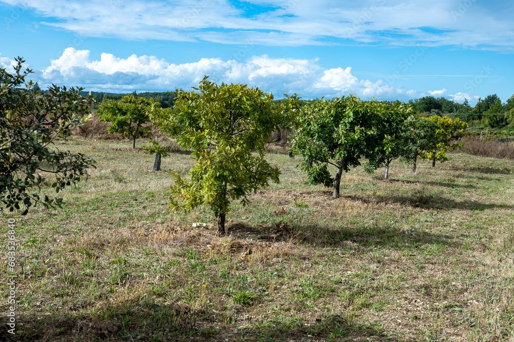 Truffle farm, cultivation of black winter Perigord truffles mushrooms ...