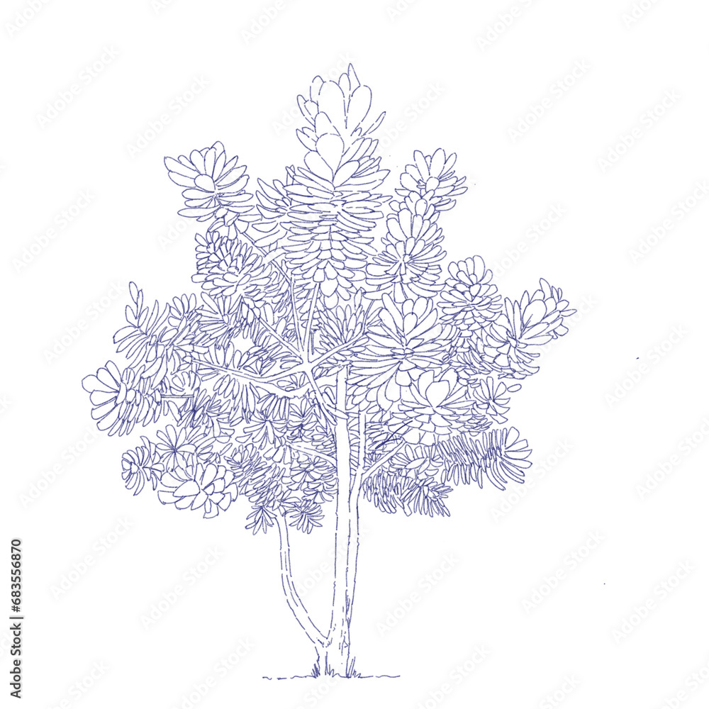 Balsam Apple Tree, Copey Tree, Scotch-Attorney Tree, Clusia rosea Jacq ...