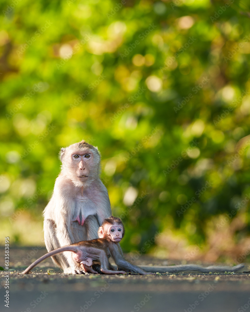 Portrait Macaca or Monkey, moment baby monkey snuggled up in her mother ...