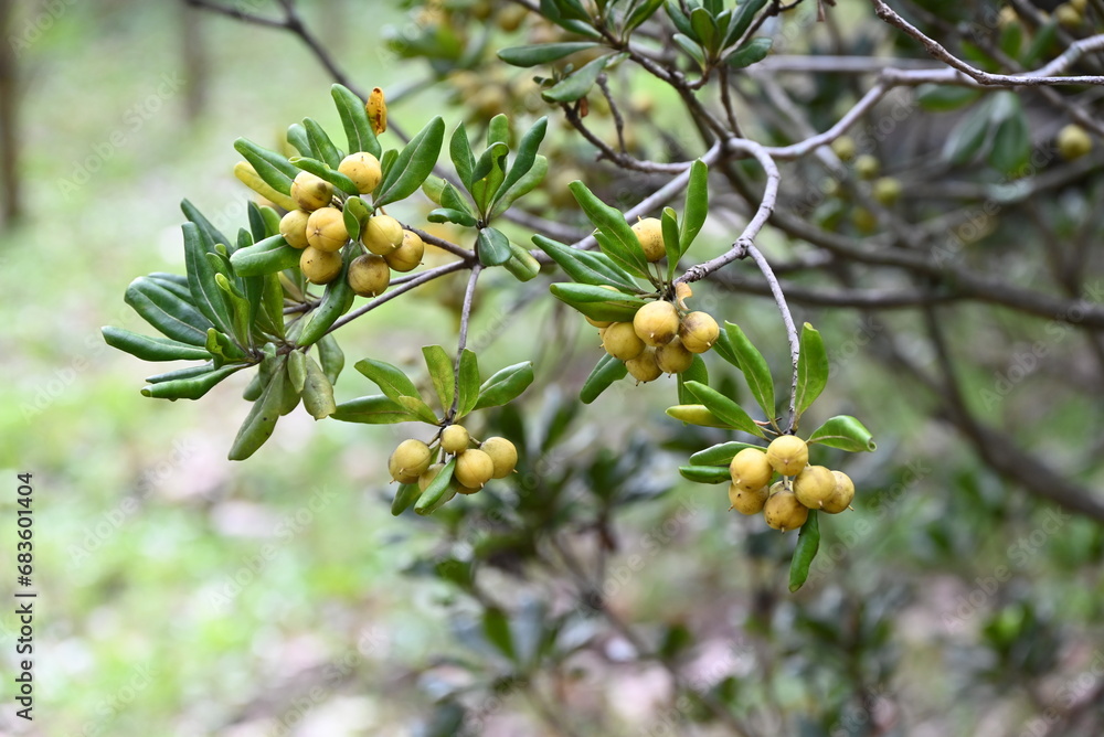 Japanese tobira / Cheesewood ( Pittosporum tobira ) fruits and seeds ...