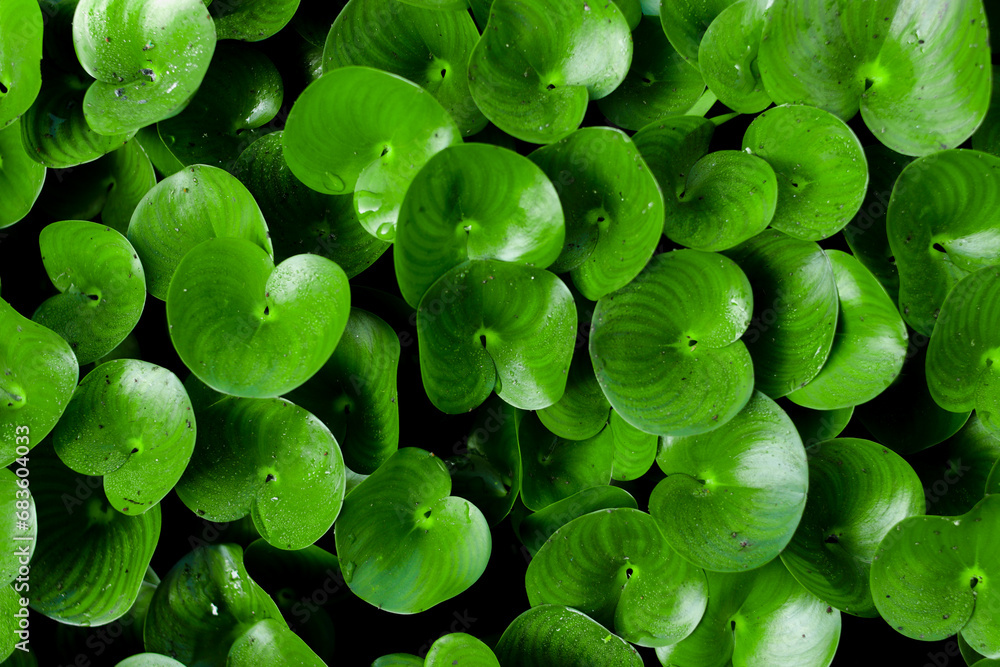 Top view of the Kidney leaf mud plantain (Heteranthera reniformis) in a ...