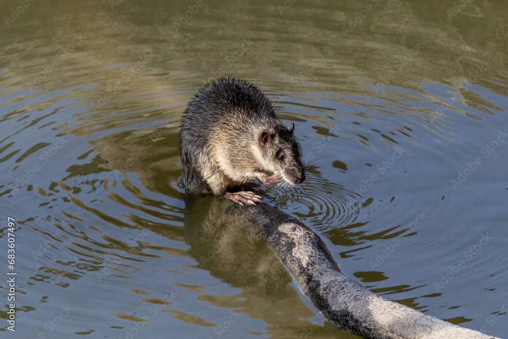 Australian Water Rat resting on river log Stock Photo | Adobe Stock