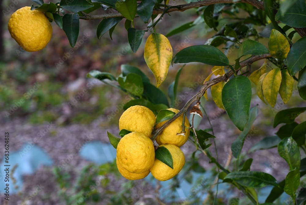 Yuzu (Citrus junos) fruits. The fruit season is from September to ...