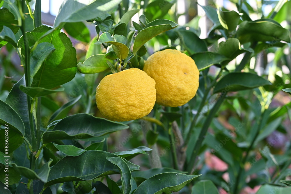 Yuzu (Citrus junos) fruits. The fruit season is from September to ...
