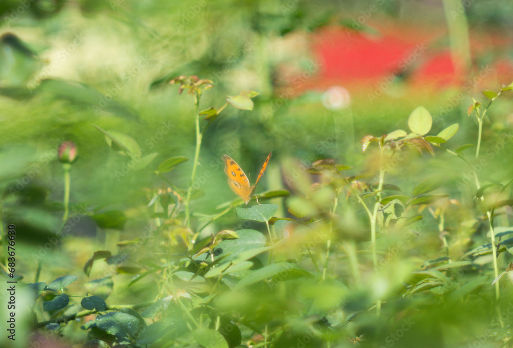 The small butterfly has a beautiful white color, clear color, and many ...