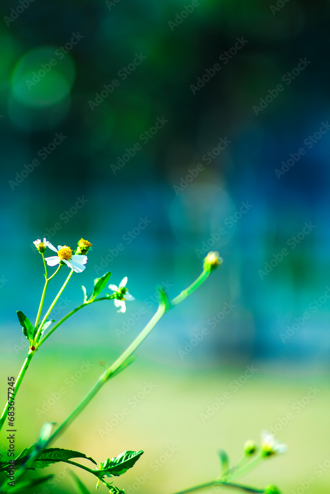 Trailing daisy, Creeping ox-eye, Climbing wedelia and Rabbits paw ...