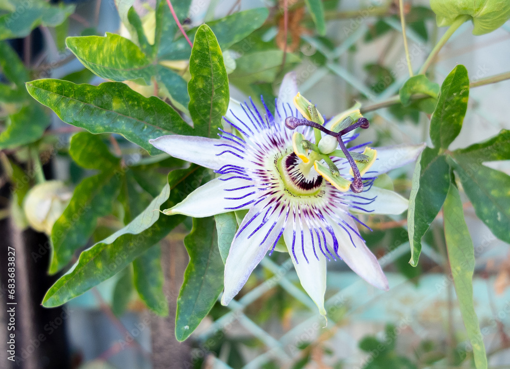Passiflora caerulea flower, Passiflora caerulea blue flowers, closeup ...