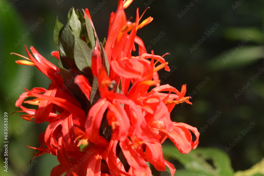 selective focus, red lollipop plant with latin name Pachystachys, a ...