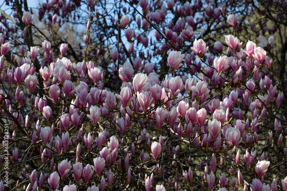 Abundant blooming of Pink flowers of Chinese magnolia or saucer ...